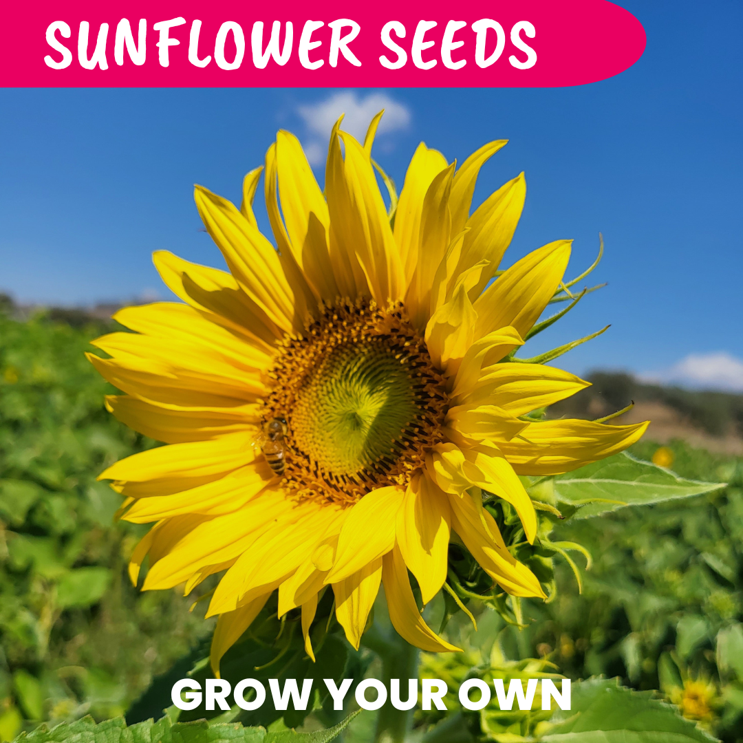 Sunflower Seed - 30 seeds – Willowbank Flora